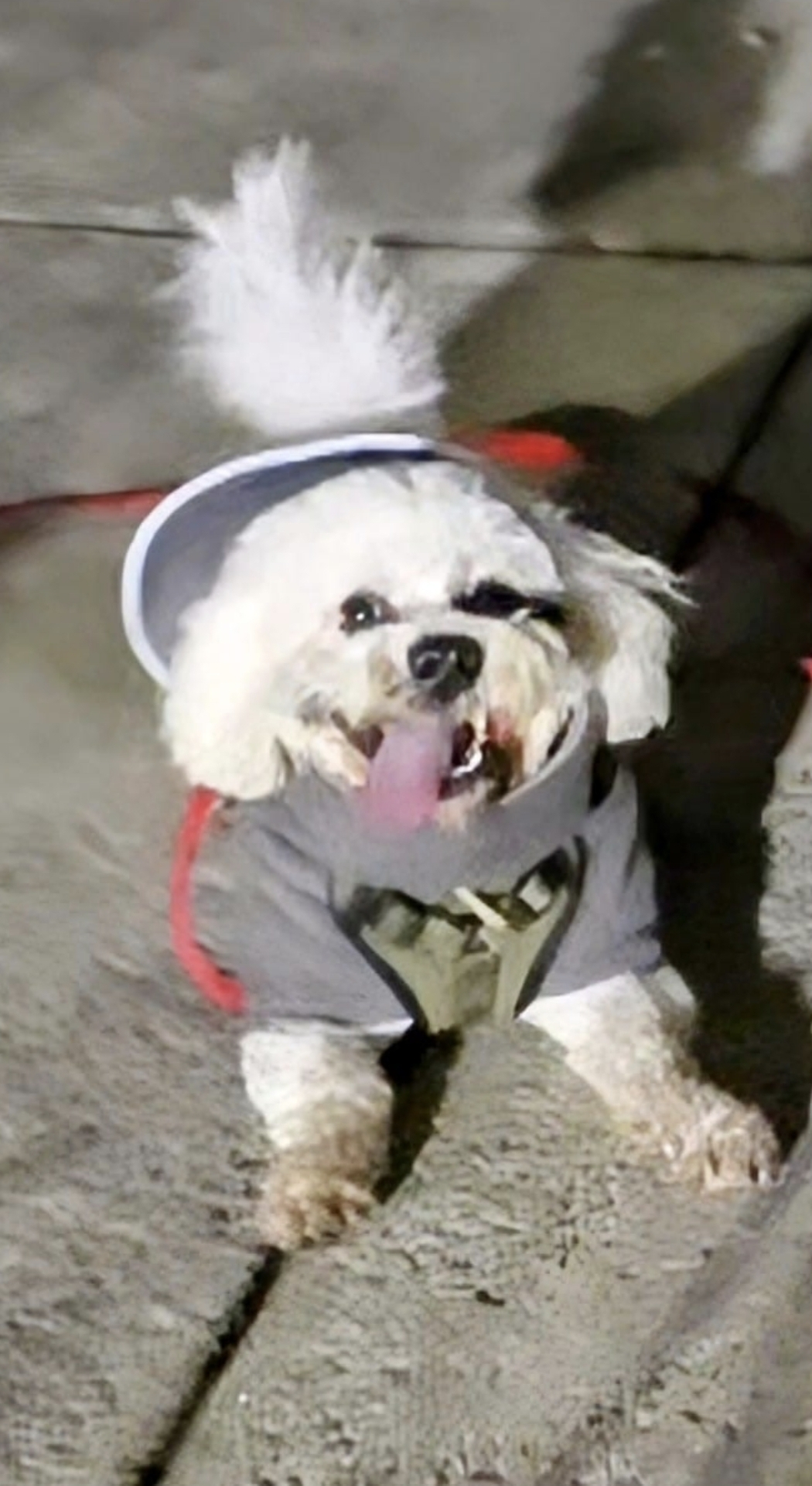 PupCircle - Connect with Local Dog Owners